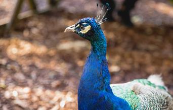 Animals & Wildlife Attractions - Torquay, Paignton & Brixham - English ...