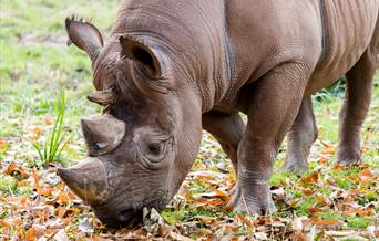 Animals & Wildlife Attractions - Torquay, Paignton & Brixham - English ...