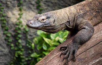 Animals & Wildlife Attractions - Torquay, Paignton & Brixham - English ...