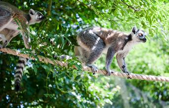 Animals & Wildlife Attractions - Torquay, Paignton & Brixham - English ...