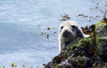 Animals & Wildlife Attractions - Torquay, Paignton & Brixham - English ...